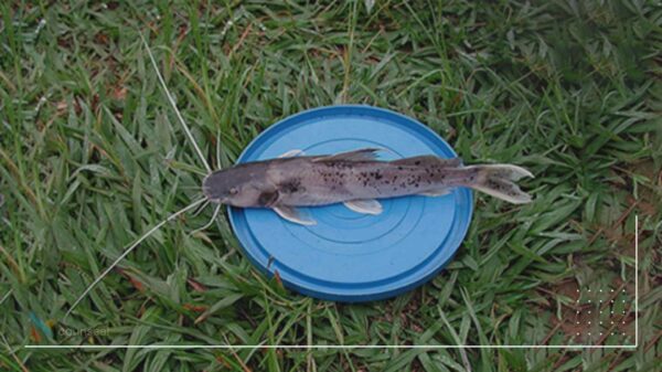 How To Start A Catfish Farm In Nigeria