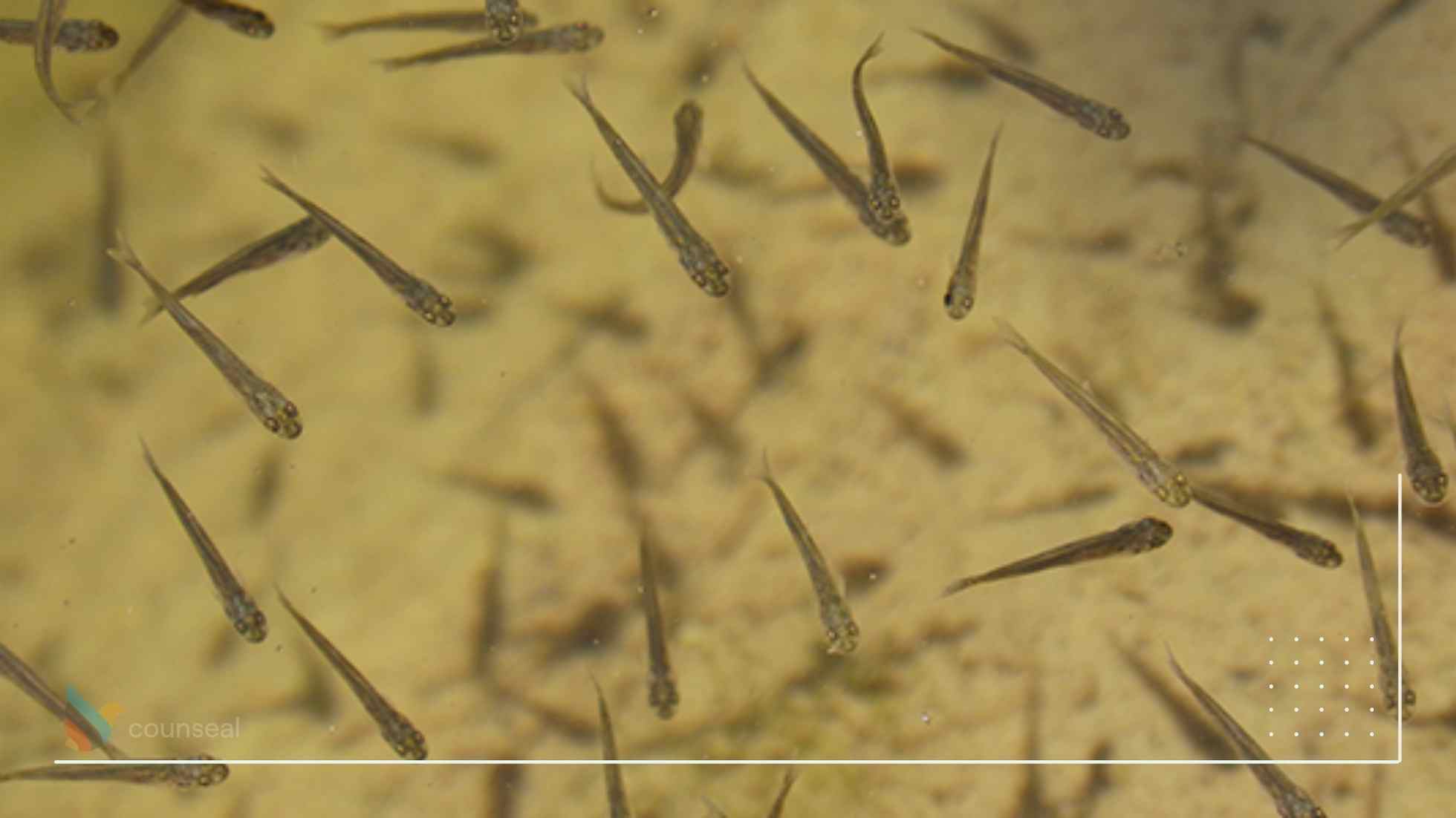 How To Start A Catfish Farm In Nigeria